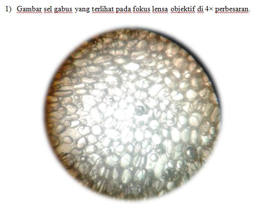 Dunia Aku Maya: Pengamatan Sel Gabus pada Batang Singkong