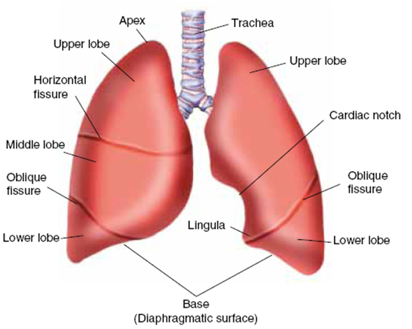 Cara Alami Menjaga Kesehatan Paru Paru