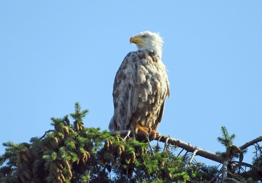 White Wolf : Spirit Bird: Nearly white bald eagle seen in Bay View