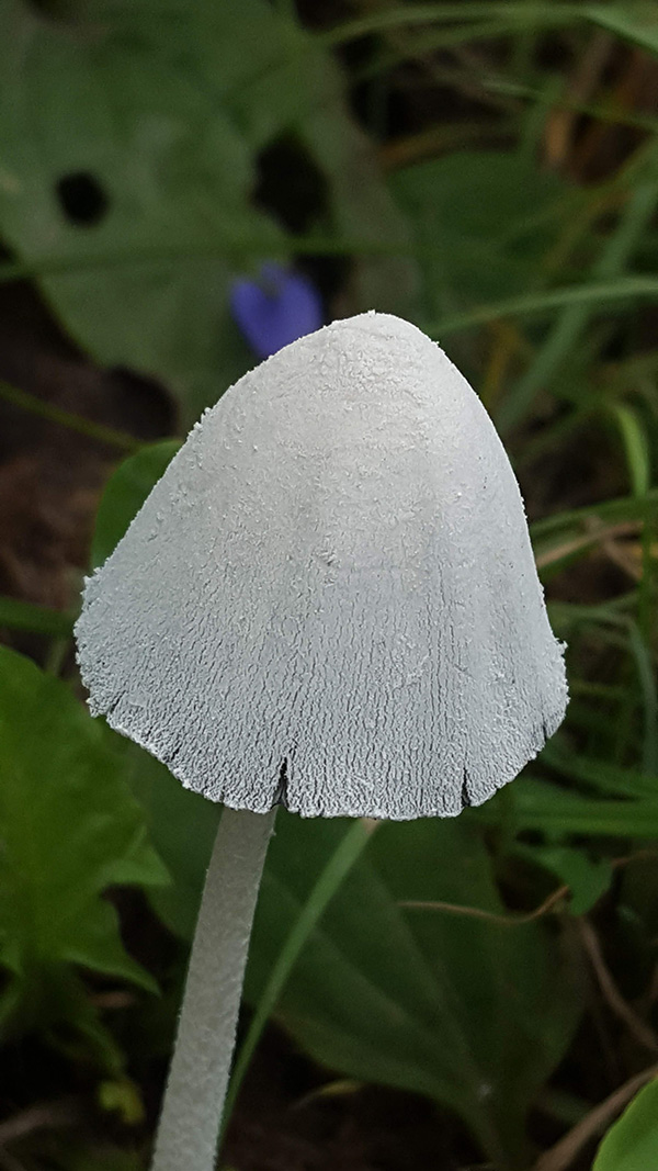 Fungiworld: Coprinus niveus - Snowy Inkcap