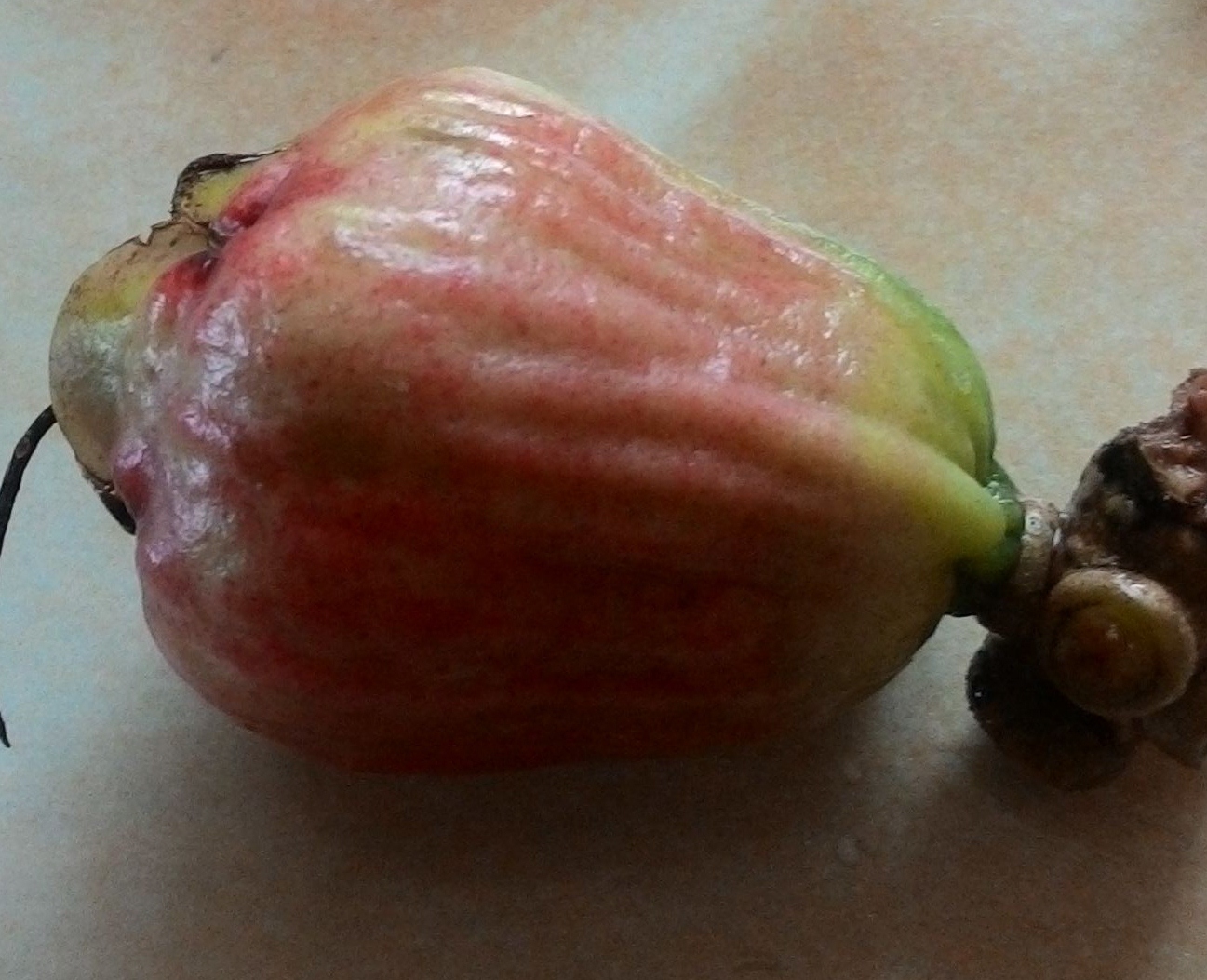 Hang Kebun: JAMBU BOL