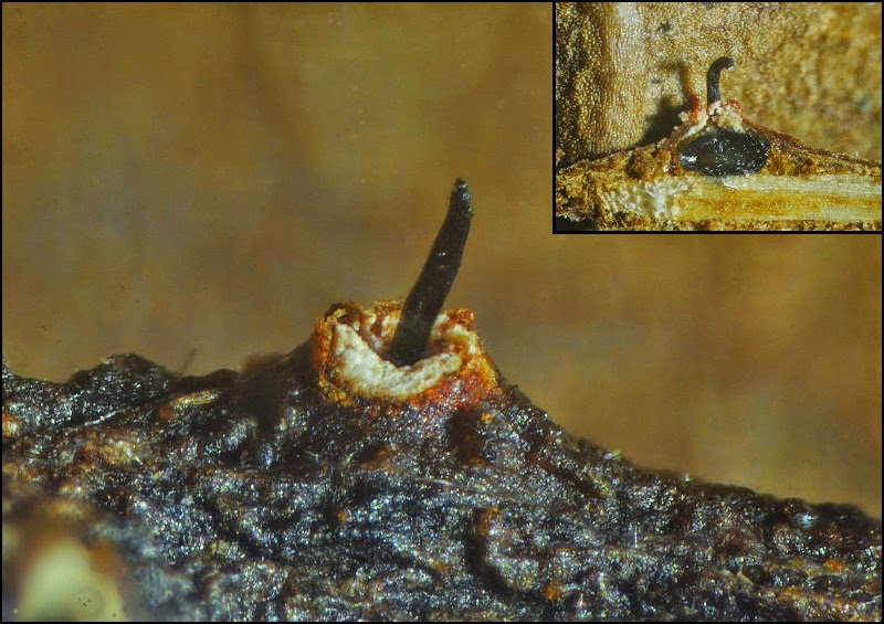 Biodiversity Gatwick: British fungal firsts at Gatwick!