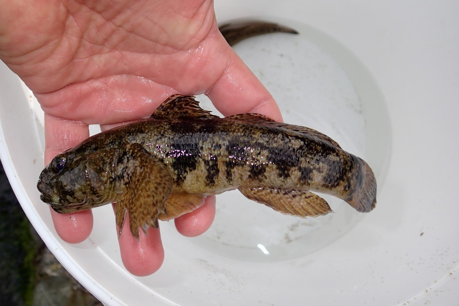 Shoresearch Cornwall Blog: Giant Gobies found at Looe Island!