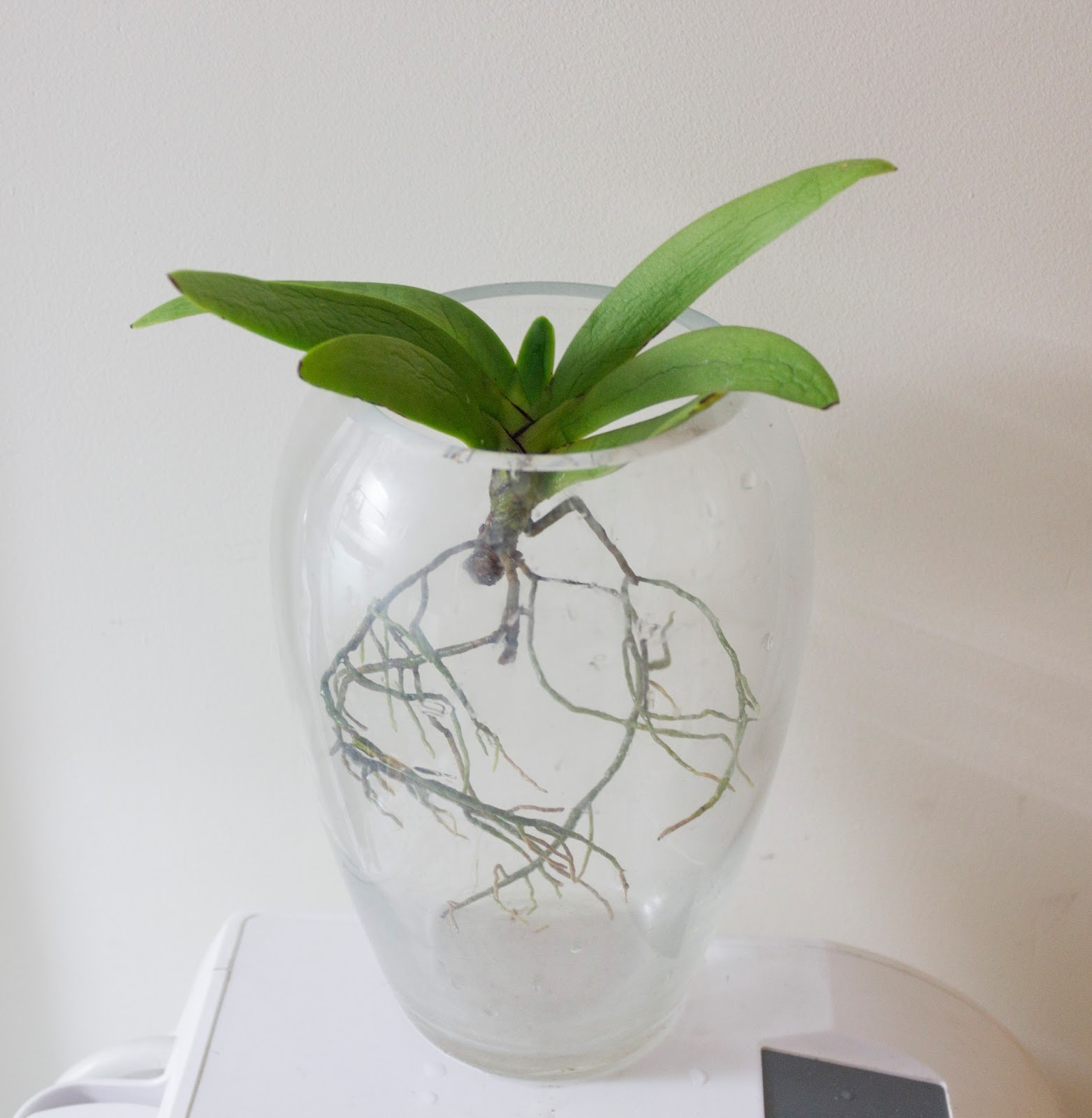 Maria's Orchids: Angraecum leonis repotted