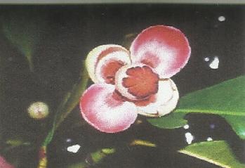 Padang Jawa - Masih Ku Ingat, Dulu Lain Sekarang Lain: Dulu Kampung ...