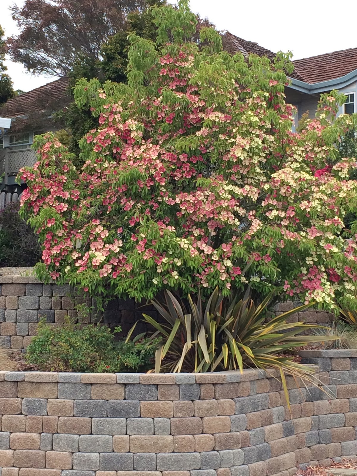 Trees of Santa Cruz County: Cornus capitata - Evergreen Dogwood