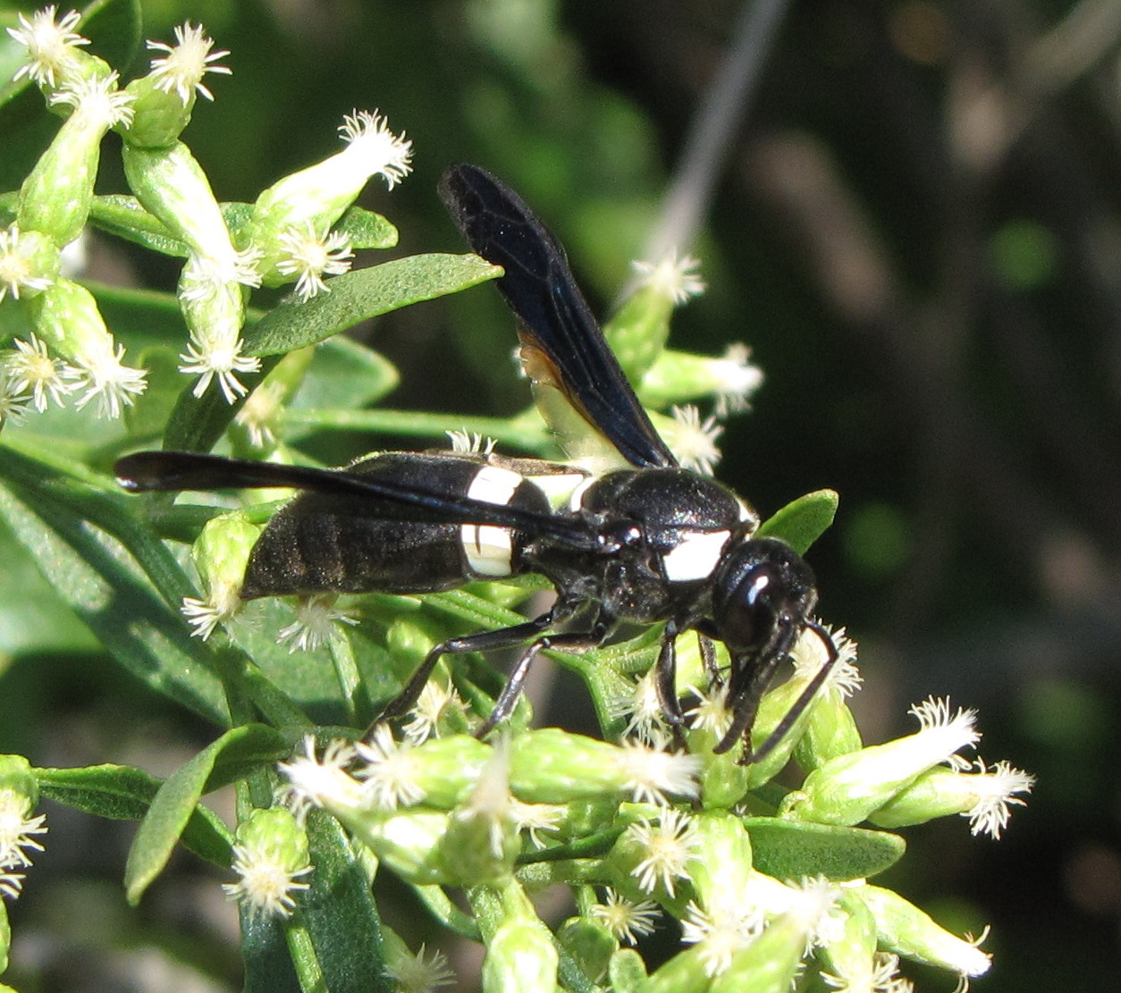 Bug Eric: Wasp Wednesday: Four-toothed Mason Wasp