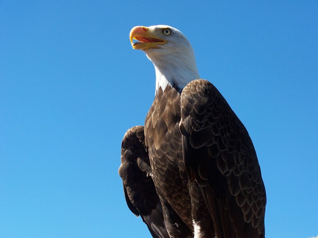 Amazing Bald Eagle Blue Sky | Okay Wallpaper