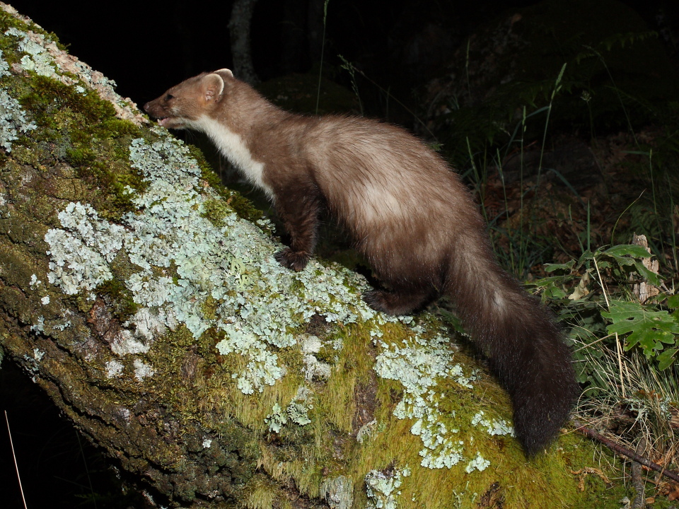 Flora y Fauna de las Sierras de Jaén: GARDUÑA