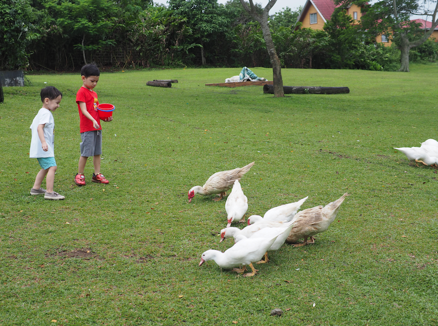 TOPAZ HORIZON: Boys chasing birds and birds chasing boys