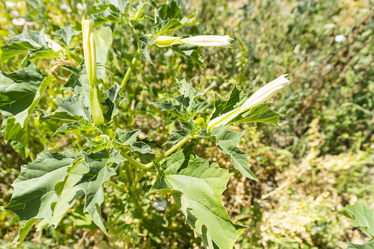 Plantas de Huerta Otea, Salamanca: Estramonio, semilla del diablo ...