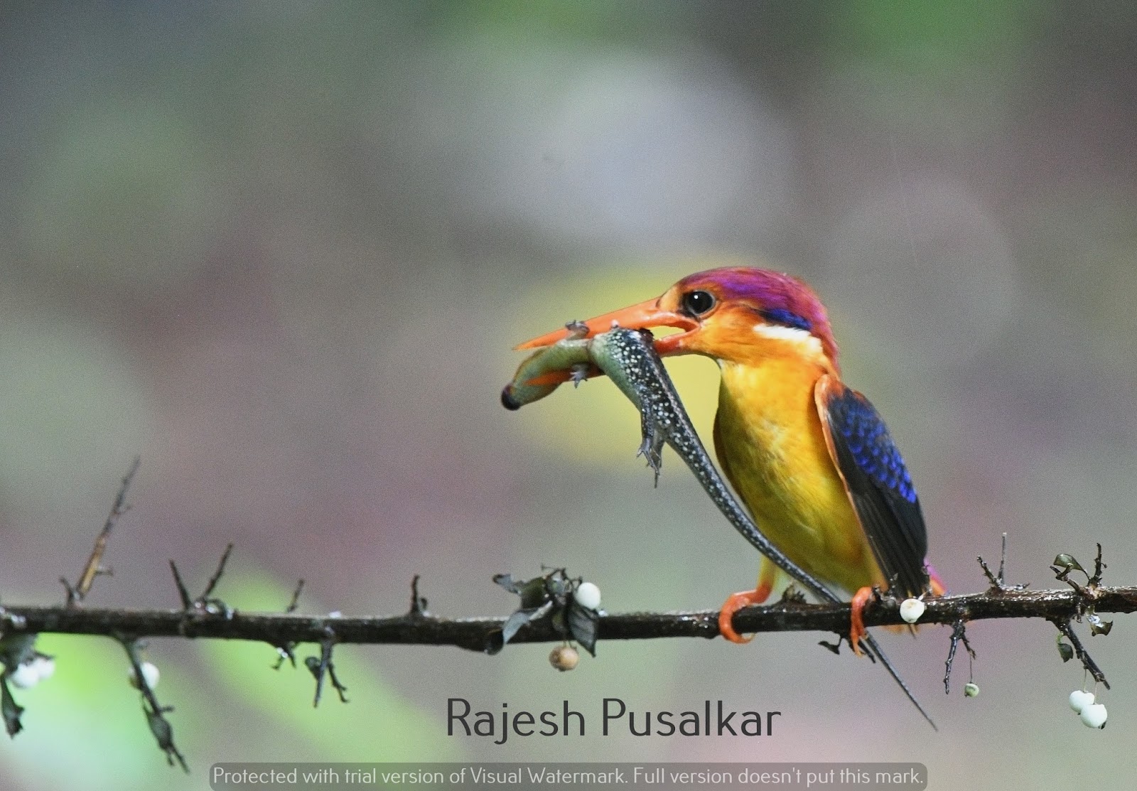 Rajesh's Writings : Oriental Dwarf Kingfisher Tour