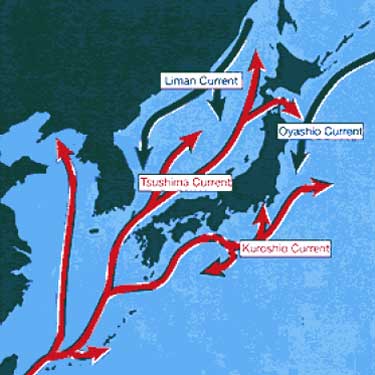 Living Culture Online: Safety of seafood after Japanese nuclear disaster