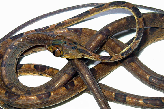 Ugly Overload: New species of skinny, bug-eyed snake