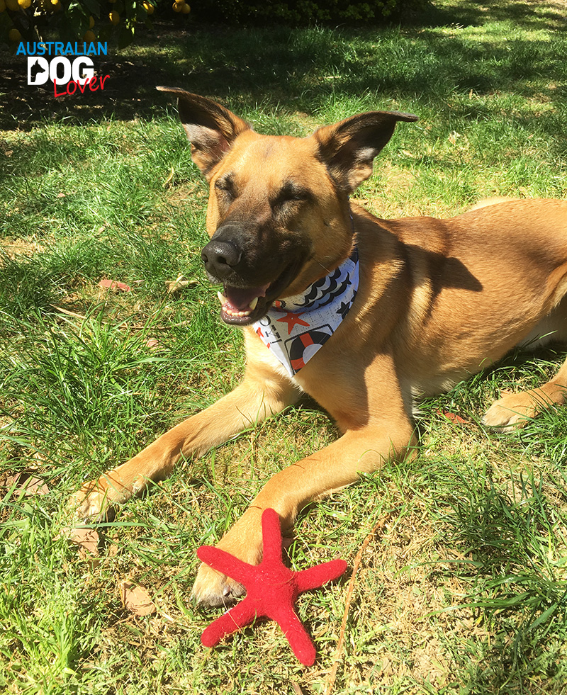 Doggie Delivery Dog Subscription Box - Review | Australian Dog Lover