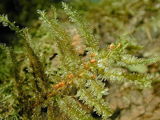 Variety of Life: Neckeraceae