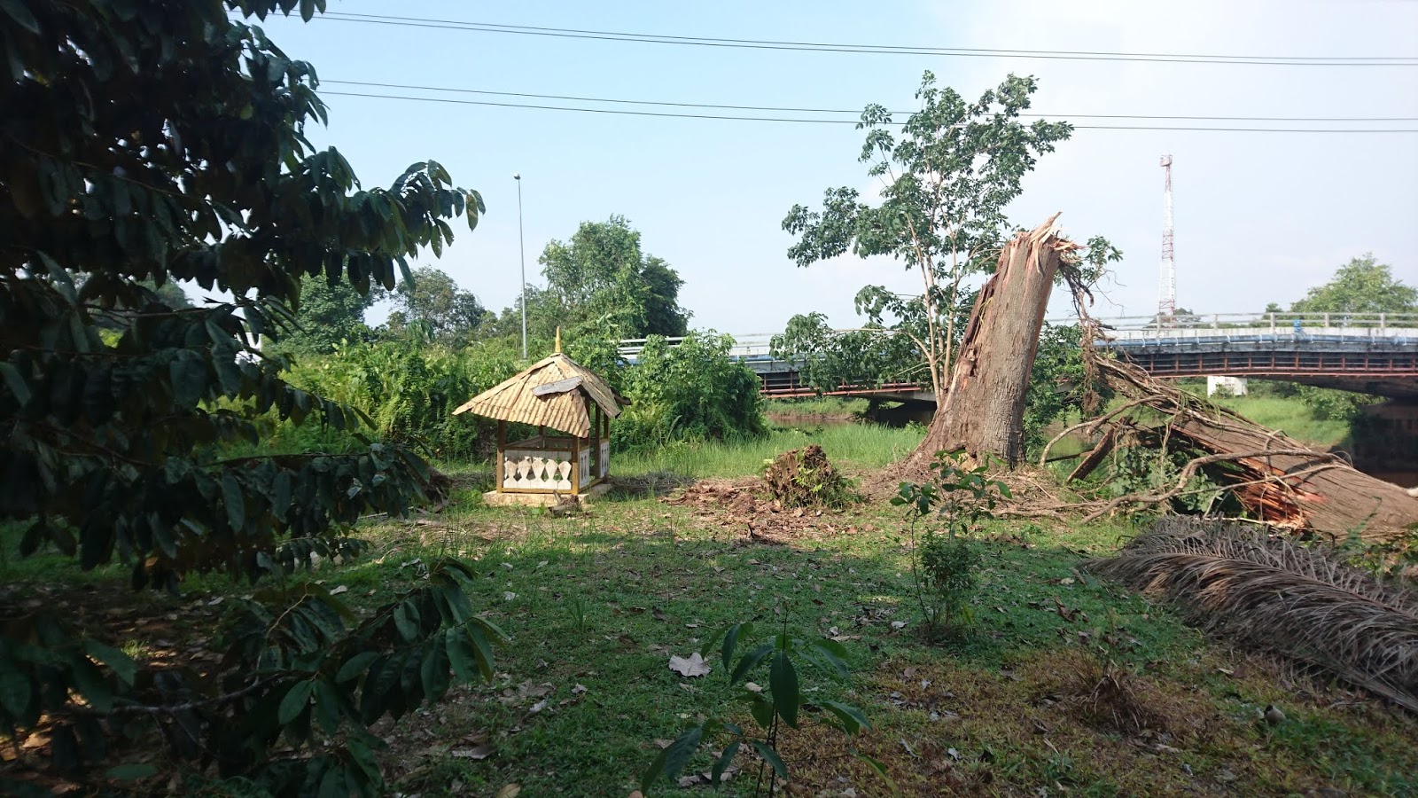 Waris-Waris Penyurat Bayan: Pohon Benulu Tumbang