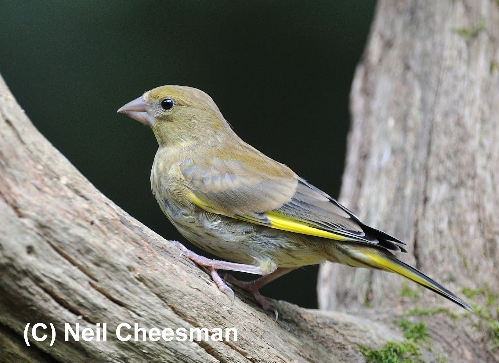 British Wildlife Photography: Greenfinch