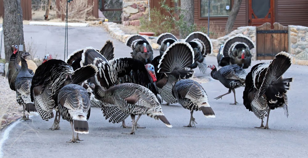 Pioneer Birding: AZ - Madera Canyon - 01/23
