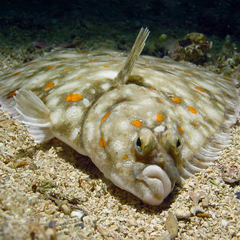 Artes de Pesca: VAMOS A PESCAR SOLLA