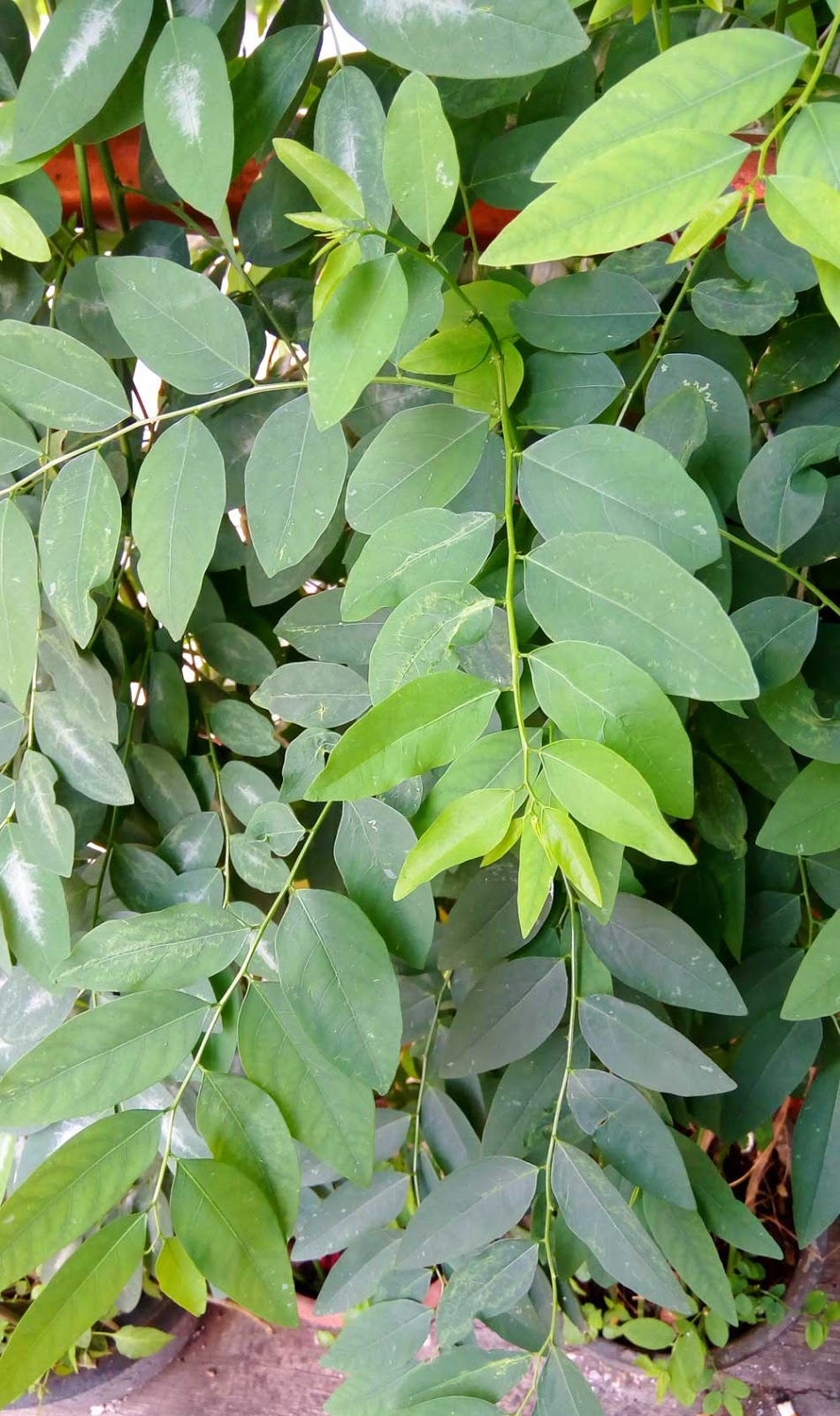 Katuk (Sauropus androgynus),