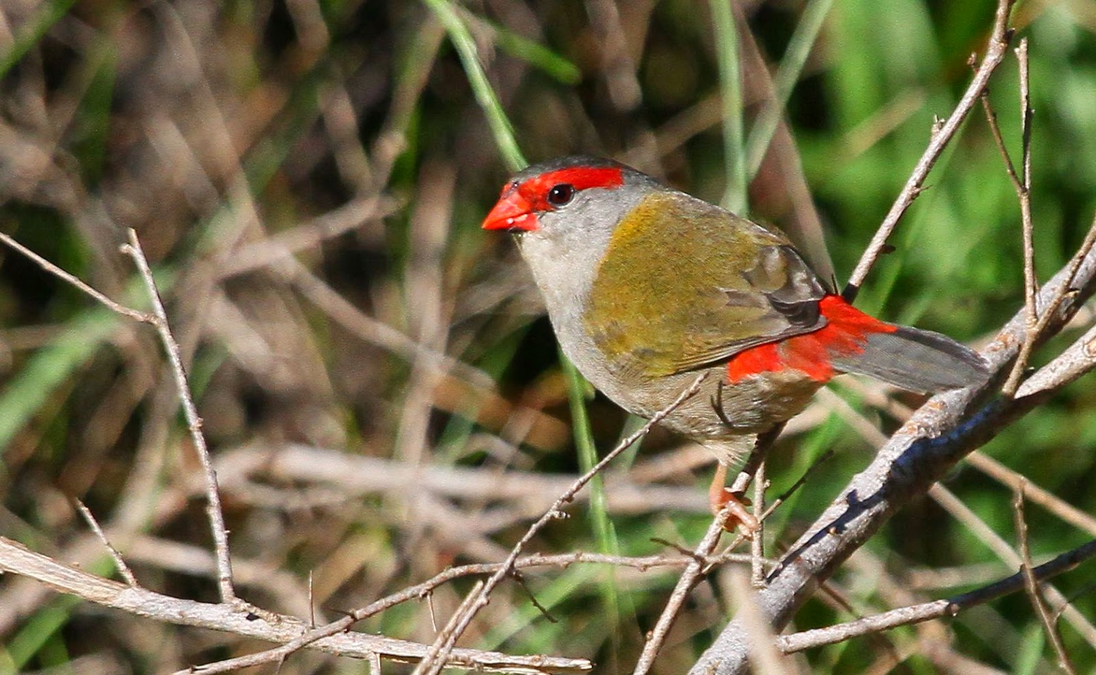 Richard Waring's Birds of Australia: Variety of Victorian bird photos