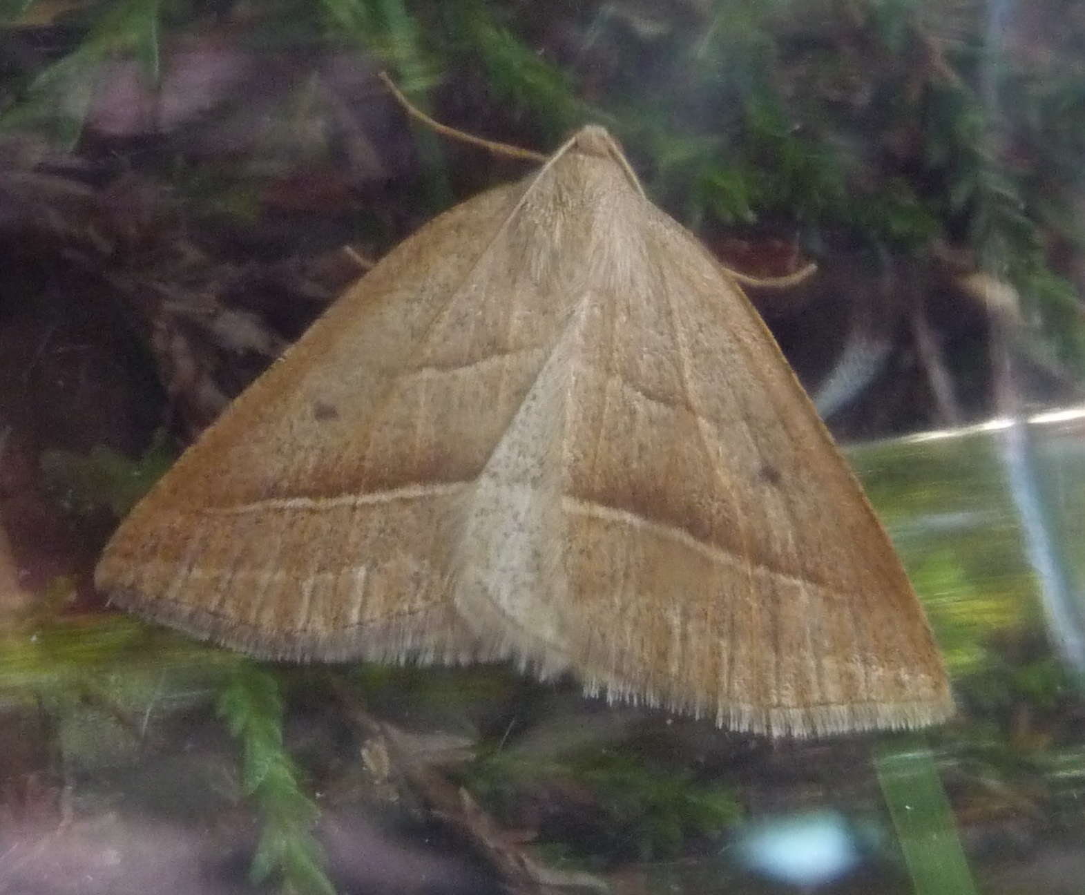 Ceredigion Moths: Ruddy Highflyer