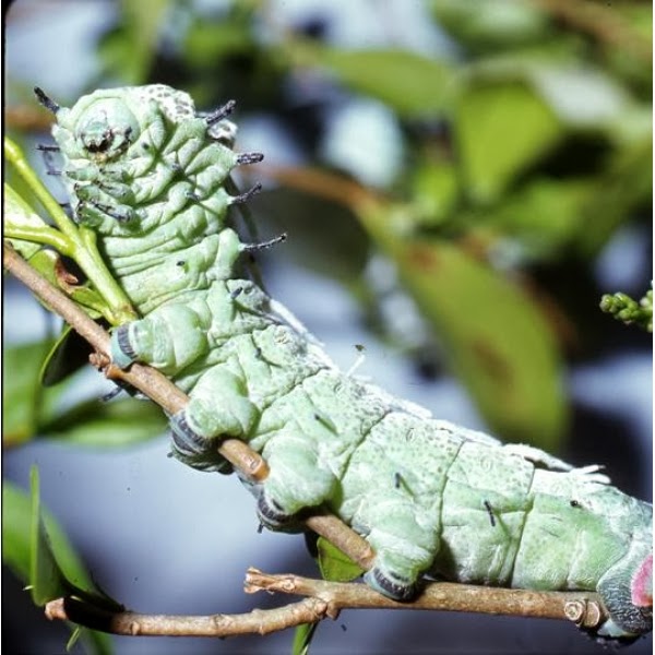 Ulat Bulu Terbesar Di Temukan Di Swiss