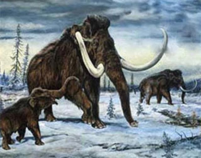 Blog de palma2mex : Lyuba la bebé mamut se expone en Europa
