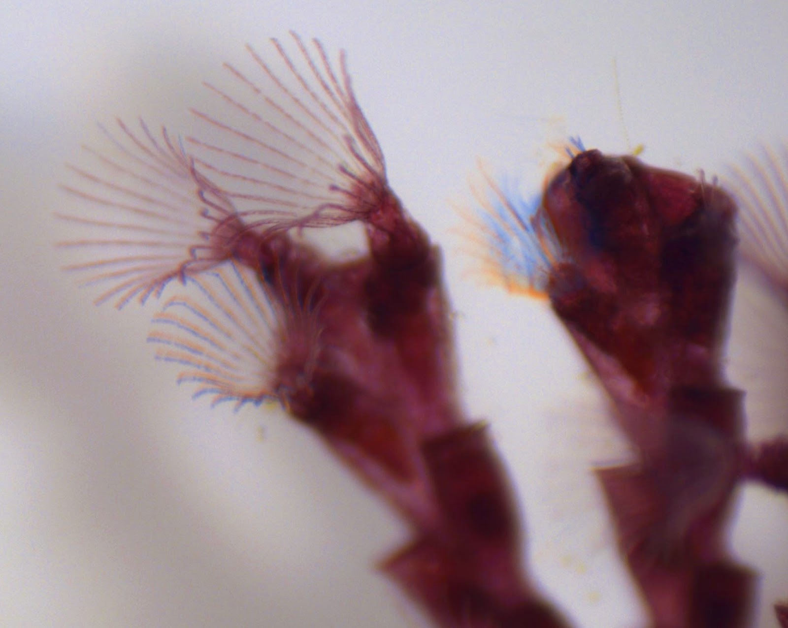 Harbor Watch: MIS Branching Bryozoan