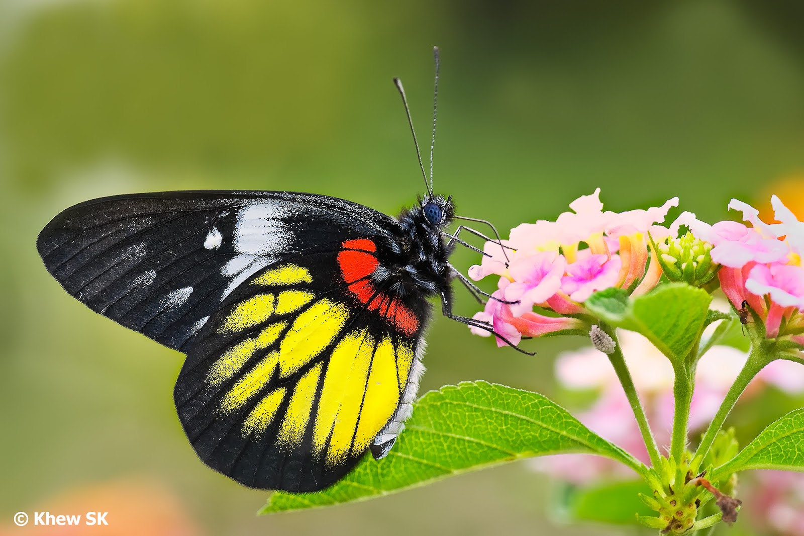 Butterflies of Singapore: Butterfly Photography