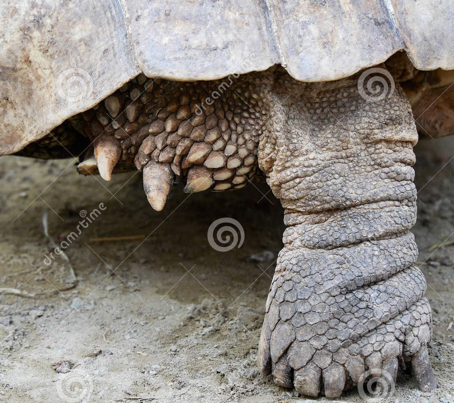 Birds To Dinosaur: Python Vestigial Pelvis, Femur and Spur