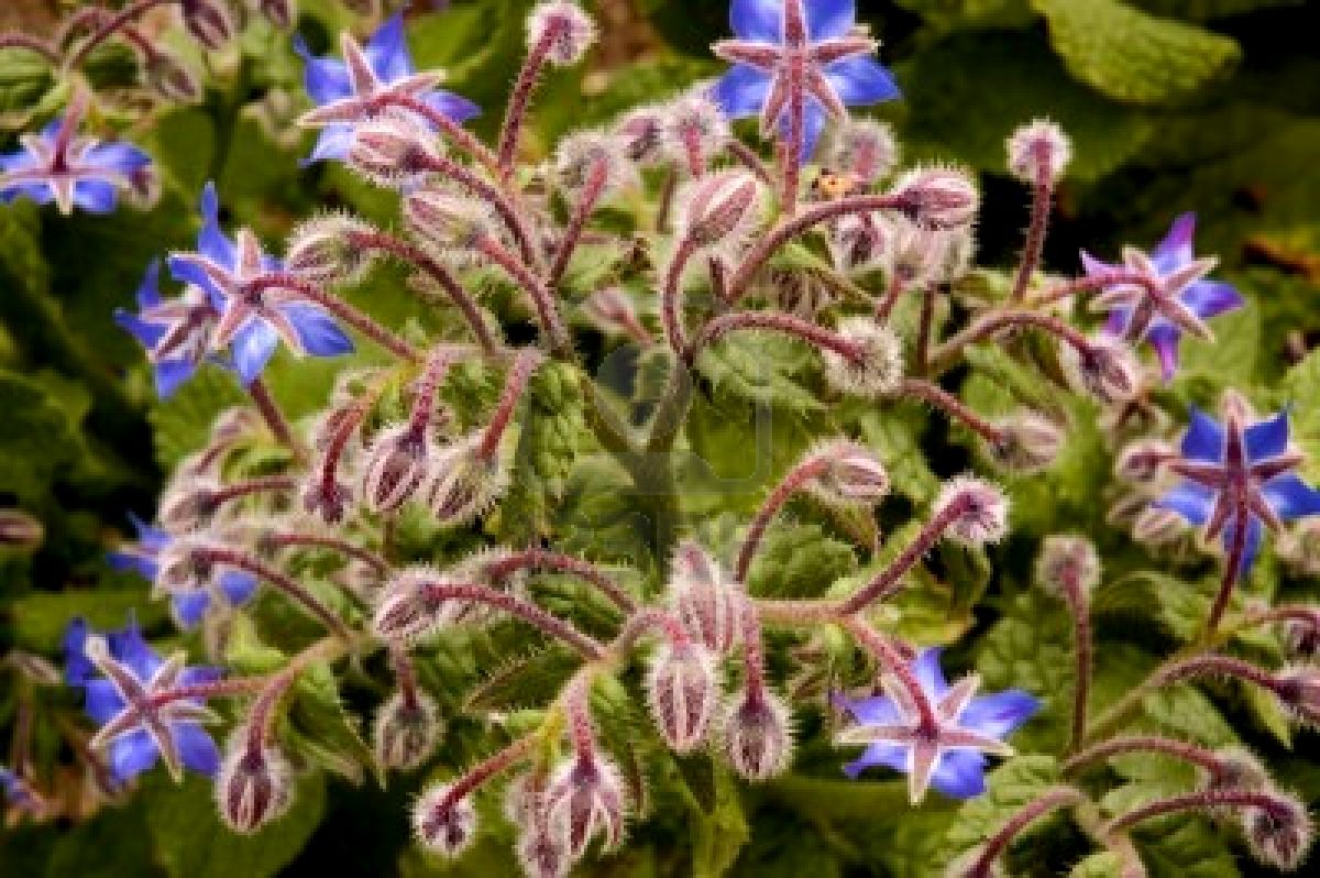 Borage borage