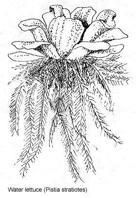 Remi's Photo Synthesis: Water lettuce, an aquatic plant