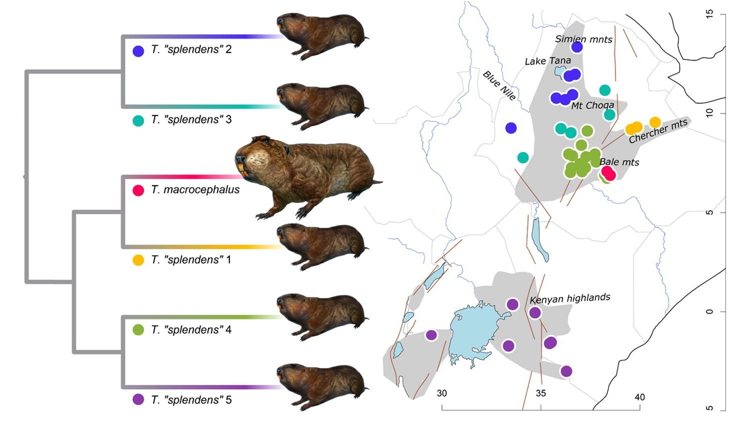 Species New to Science: [Mammalogy • 2018] Ethiopian Highlands as A ...