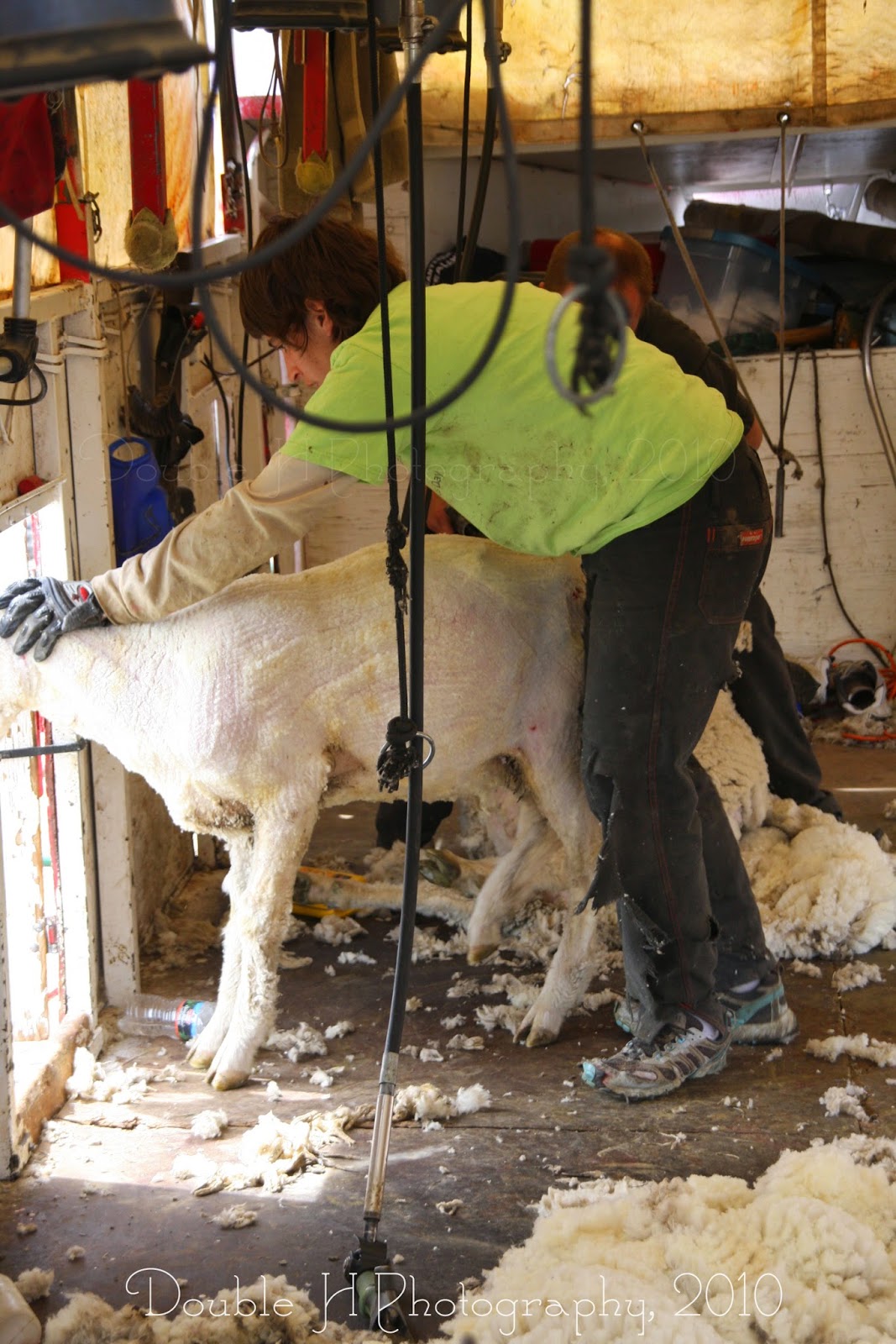 Double H Photography: Shearing Day