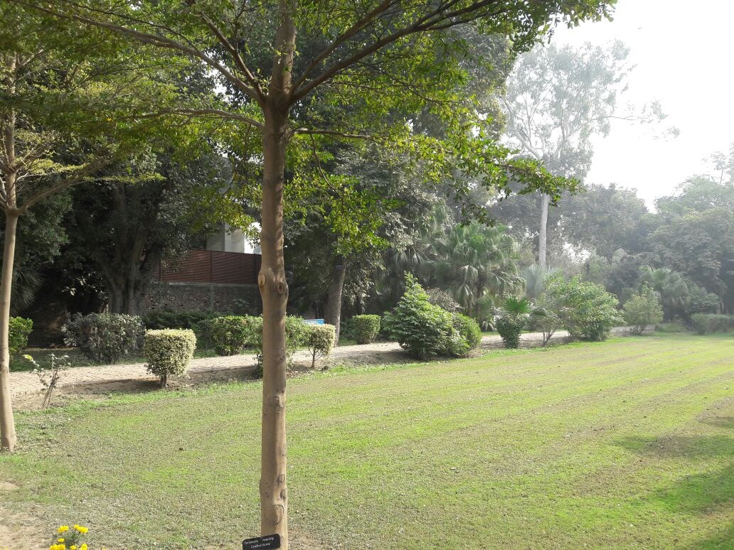 BOTANICAL PLANTS: 'TERMINALIA MANTALY COMBRETACEAE'