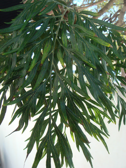 Fotografiando plantas: Roble australiano