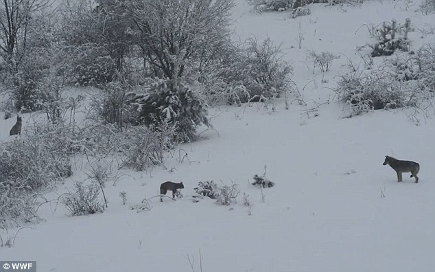 White Wolf : Tense Moment A Wolf And A Lynx Are Spotted In Epic ...