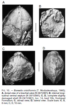 Variety of Life: Pentameridae