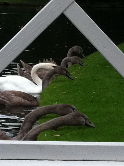 Great Distances: The Binky Tree