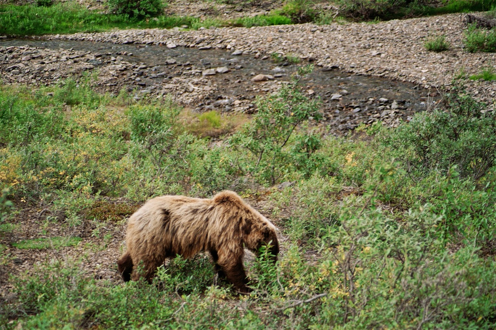 Alaska Wildlife: Animals at Denali National Park By Robert Gaucher. A ...