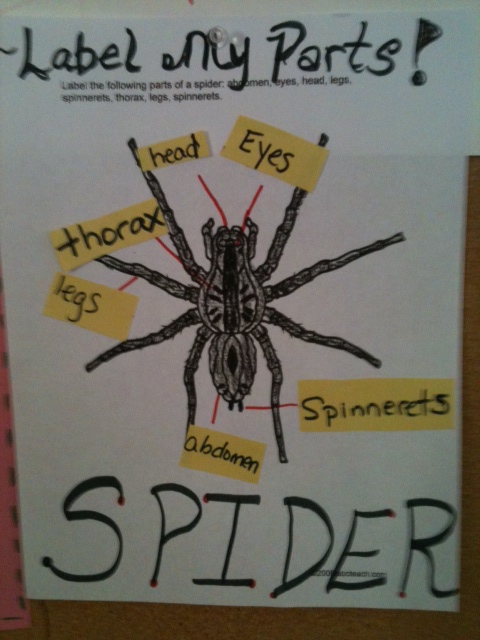 Limited Uniqueness: WHEW! EEK! Adjectives and Spiders all in one week!!