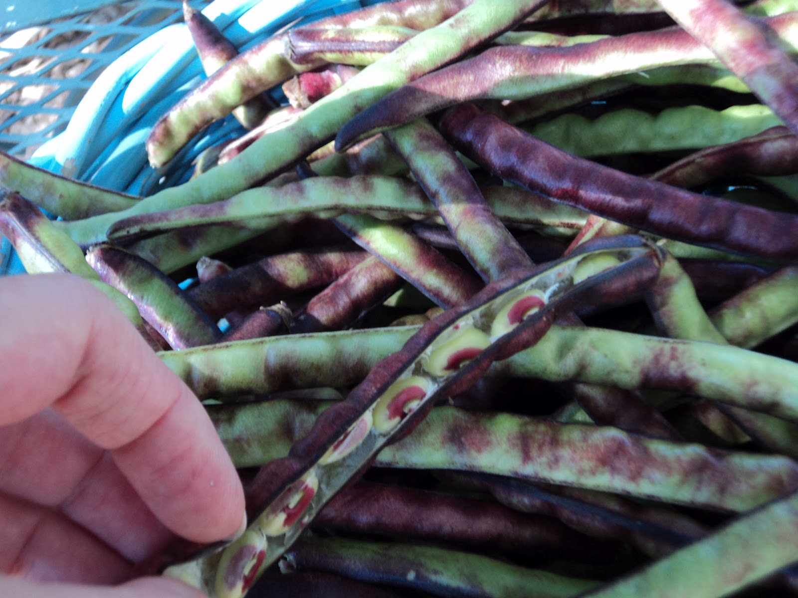 Lucy In The Country: Purple Hull Peas