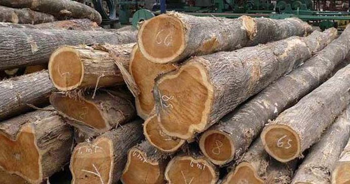 Furniture Jati Terbaru: Manfaat Kayu Jati Yang Bisa Di Gunakan Untuk ...