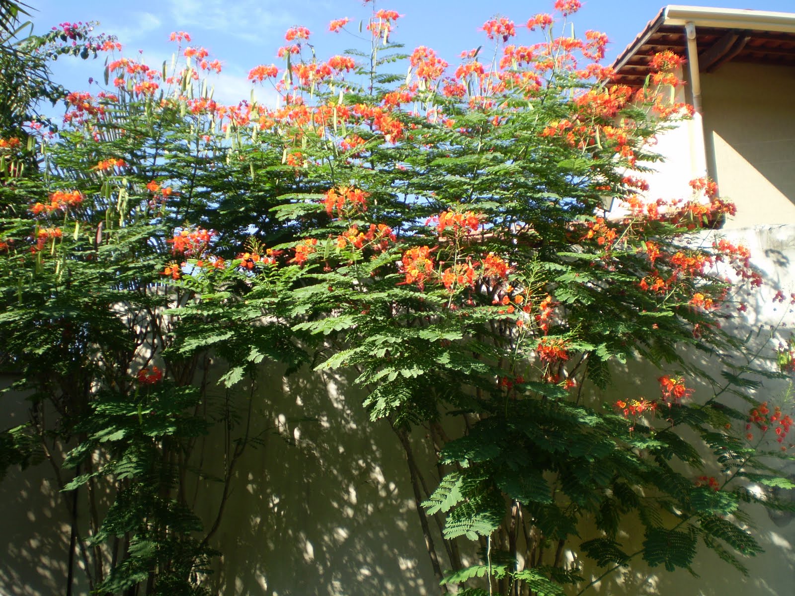 goiania-voila-pourquoi: Mini-flamboyants