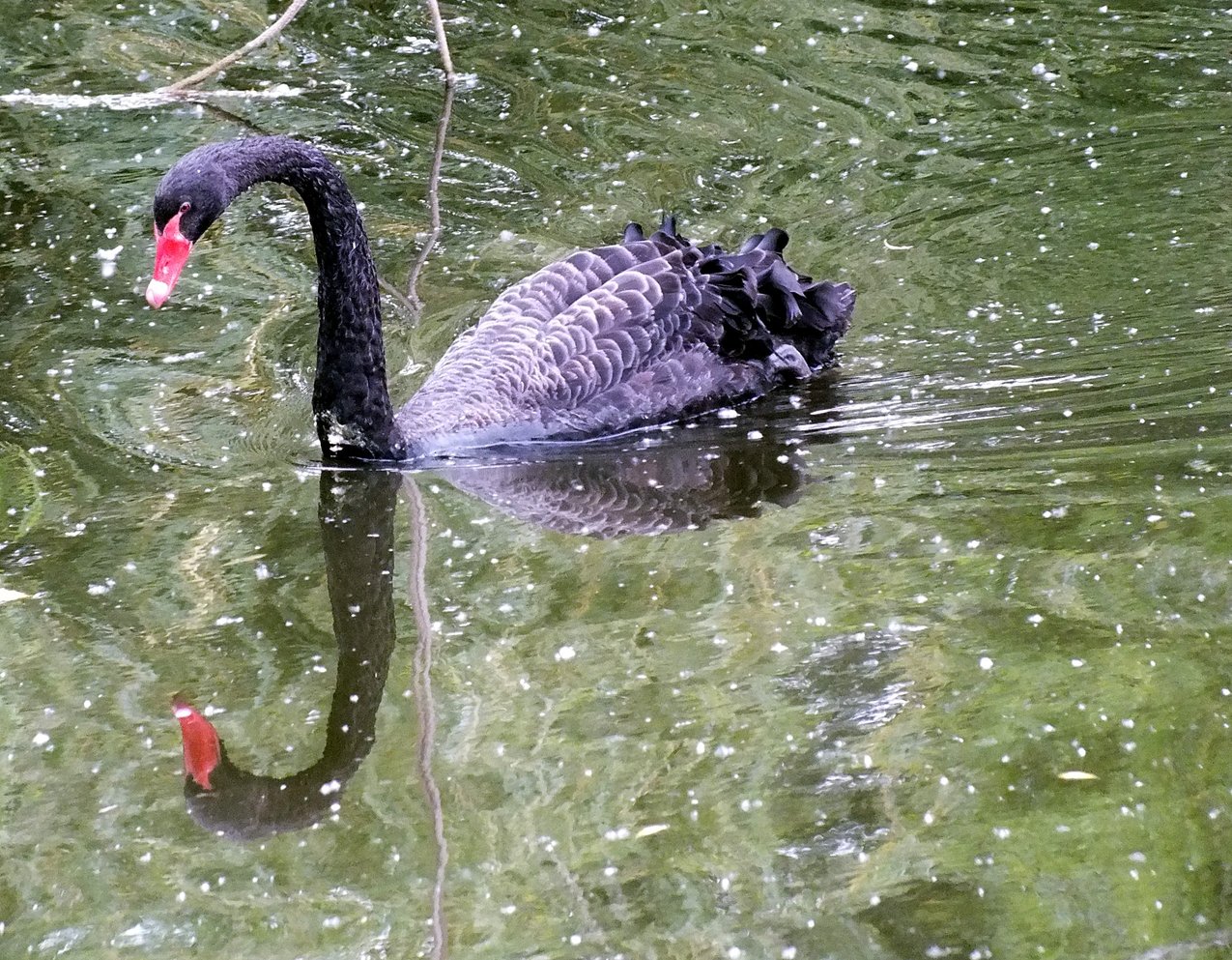 Jurnal unui desculț : lebede albe negre padurea vedea rustic red hotel ...