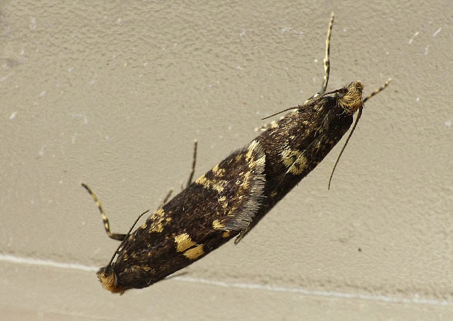 Charlie's moths of Calderdale.: BAGWORMS (PSYCHIDAE)