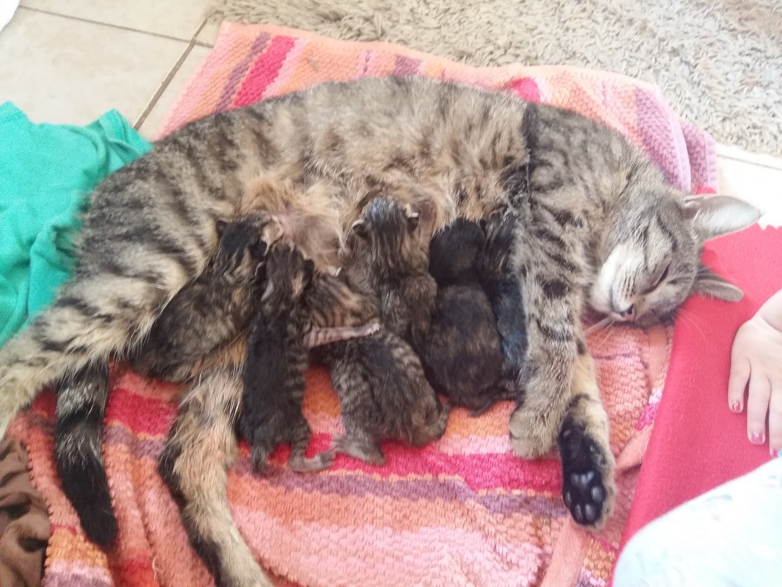 Aranyalma: Mimi cica...