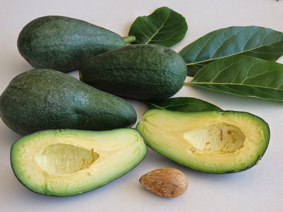 Daleys Fruit Tree Blog: Fuerte Avocado Tree - Large Long Avocados with ...